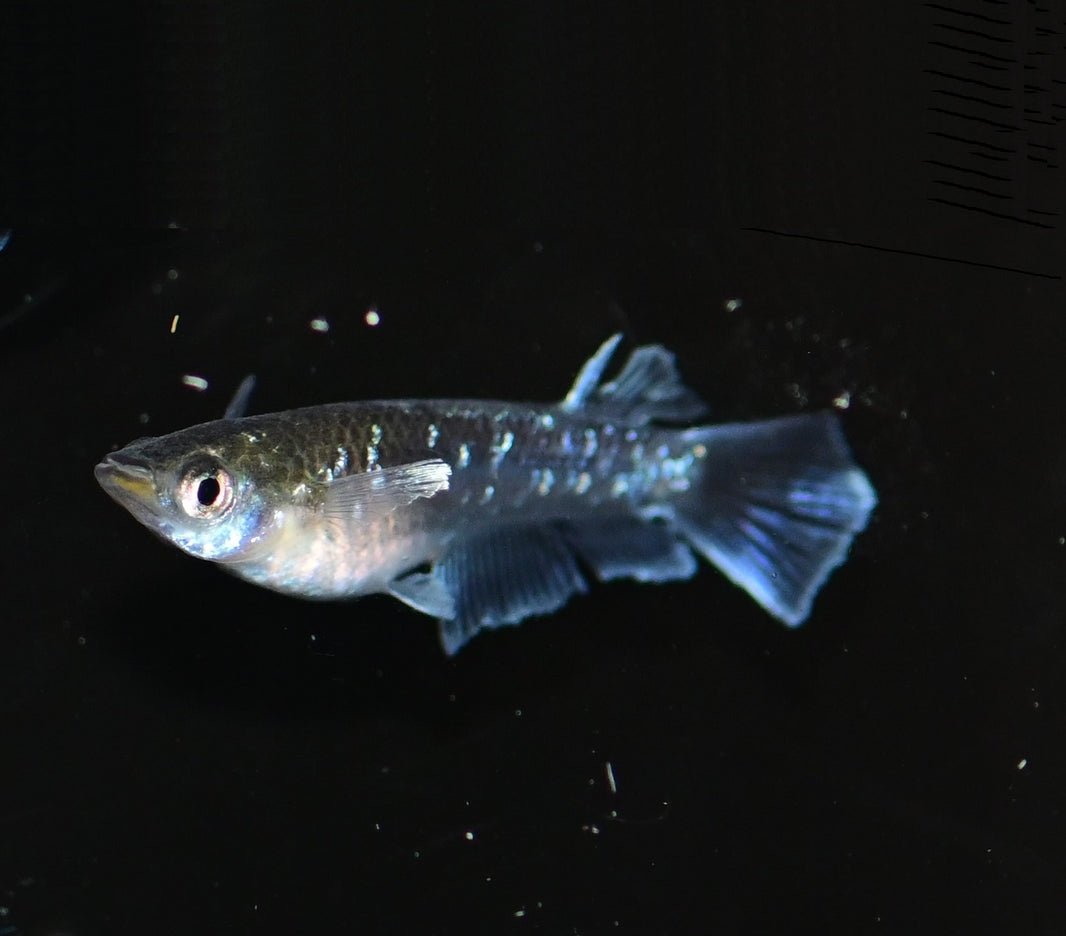 Specialized in Japanese Rice Fish, Medaka, Oryzias Latipes, Killifish ...