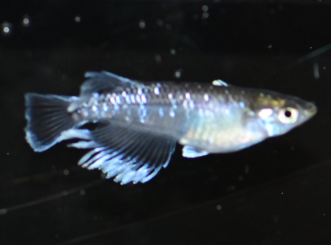 Specialized in Japanese Rice Fish, Medaka, Oryzias Latipes, Killifish ...