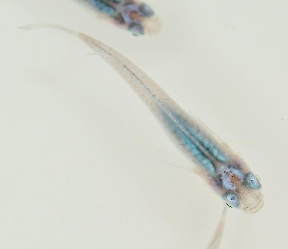 Specialized in Japanese Rice Fish, Medaka, Oryzias Latipes, Killifish ...