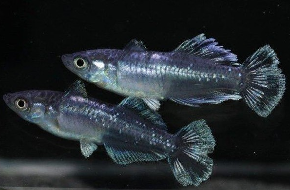 Black Reve Hikari Medaka Rice Fish Eggs 10 fertilized eggs - US Bred ...