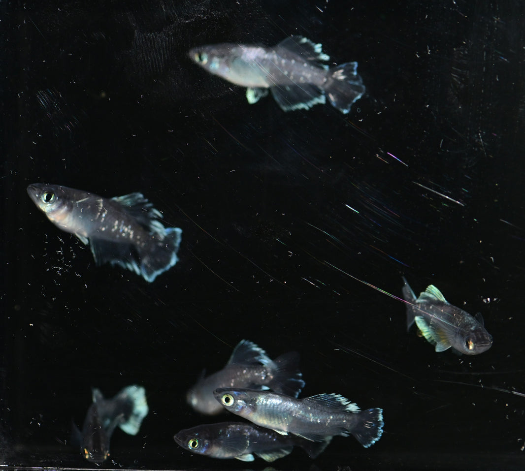 Specialized in Japanese Rice Fish, Medaka, Oryzias Latipes, Killifish ...