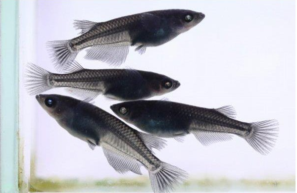 Specialized in Japanese Rice Fish, Medaka, Oryzias Latipes, Killifish ...