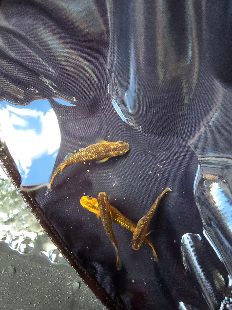 Specialized in Japanese Rice Fish, Medaka, Oryzias Latipes, Killifish ...