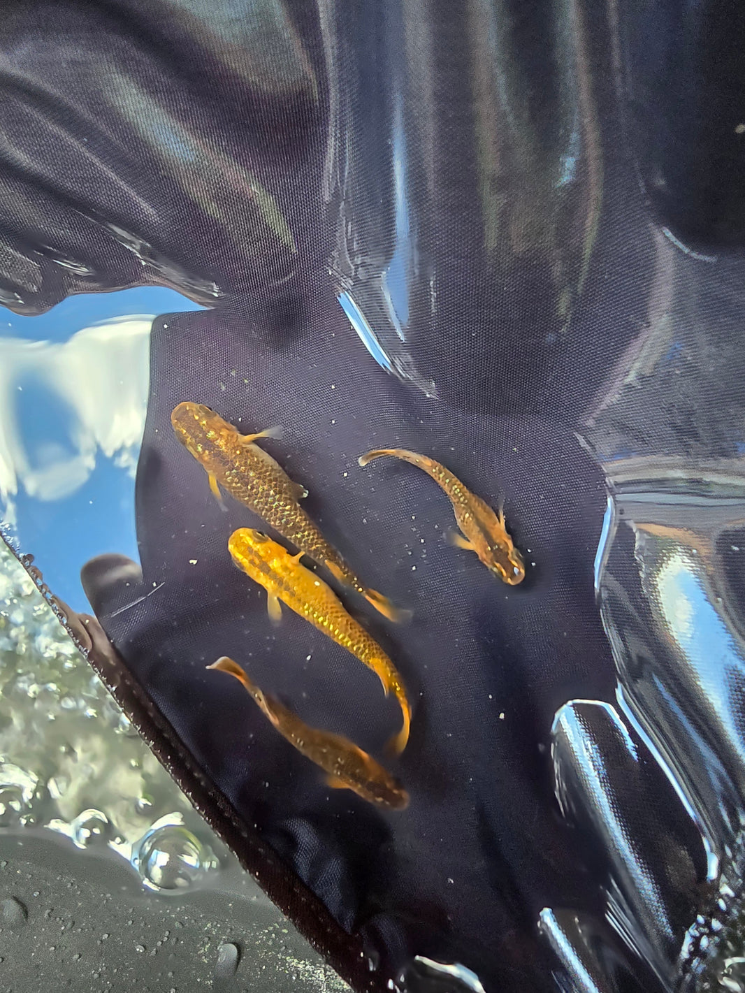 Specialized in Japanese Rice Fish, Medaka, Oryzias Latipes, Killifish ...